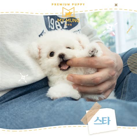 미니비숑 여아 마이멍