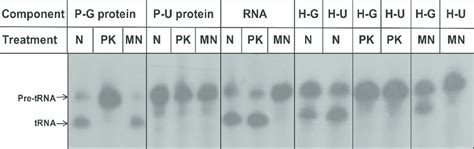 Pre Trna Processing By Components Of Rnase P Upon Treatment With