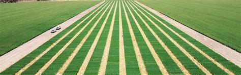 Dart Ip Protection Ip Plant Variety Protection