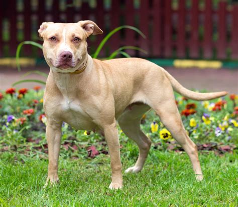 Der American Pit Bull Terrier Im Rasseportrait Hunter Magazin