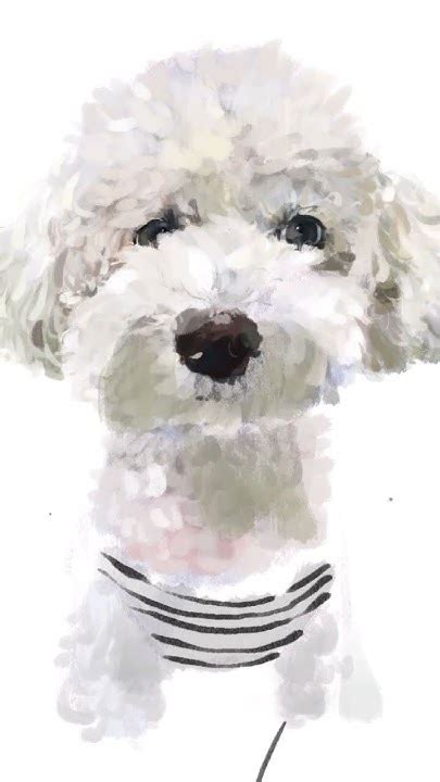 비숑 그림 그리기 비숑 비숑스타그램 강아지 댕댕이 강아지그램 그림 드로잉 일러스트 Youtube