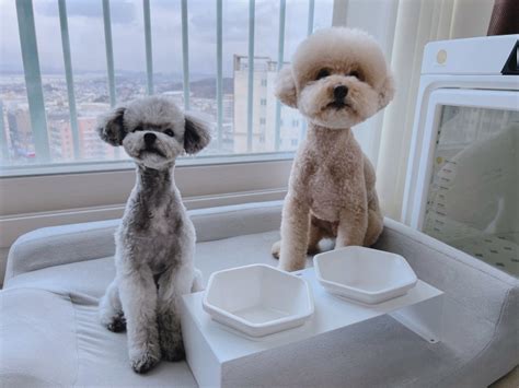 강아지가 짖는이유 짖음방지 및 강아지 짖음 훈련 방법 네이버 블로그 강아지가 짖는이유 짖음방지 및 강아지 짖음 훈련 방법 네이버 블로그