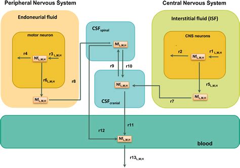 Neuron Model Labeled Endoneurium