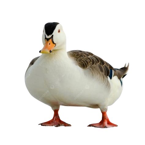 흑백 오리 오리 흑백 오리 검은색 Png 일러스트 및 이미지 에 대한 무료 다운로드 Pngtree