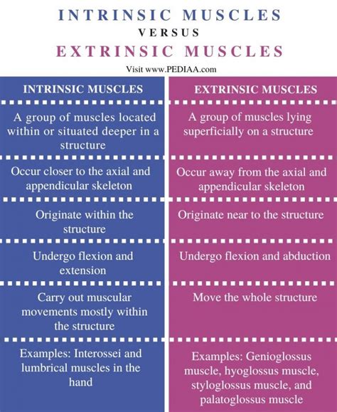 What Is The Difference Between Intrinsic And Extrinsic Muscles Pediaacom