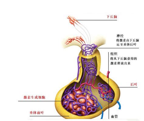 正常人体垂体解剖学 人体解剖图 医学图库