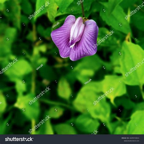 Utricularia Reticulata Largesized Probably Annual Carnivorous Stock