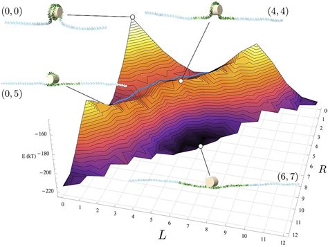 Pol Physics Of Life Team Pol Groups Helmut Schießel Projects