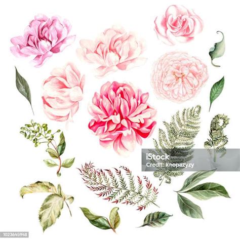 수채화 세트입니다 손으로 그린 장미와 모란 꽃 꽃 그림을 흰색 배경에 고립입니다 작약에 대한 스톡 벡터 아트 및 기타 이미지 작약 수채화 장미 Istock