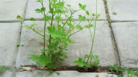 9 Highly Effective Natural Weed Control Methods Plantisima
