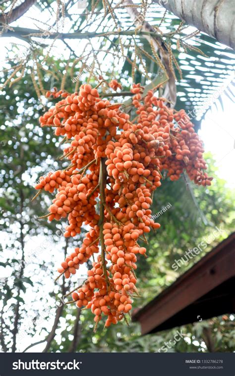 Fruit Trees Home Gardening Apple Cherry Pear Plum Orange Fruit From Palm Tree