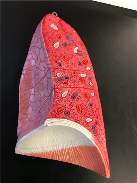 Model Diagram Quizlet