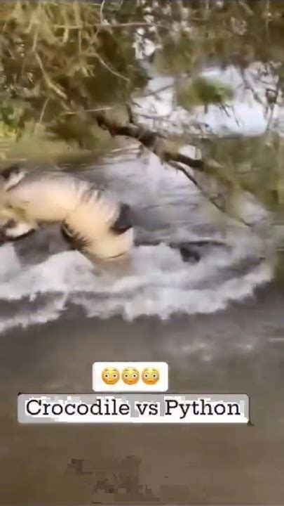 Croc Vs Python Croc Knocks Out Man And More Youtube