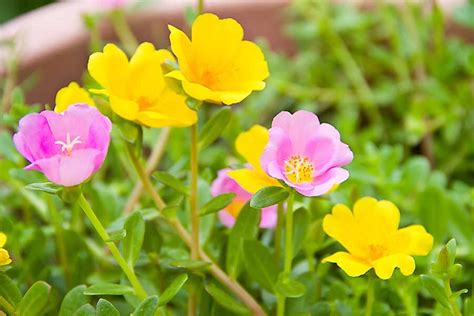 Common Purslane Chefin Australia