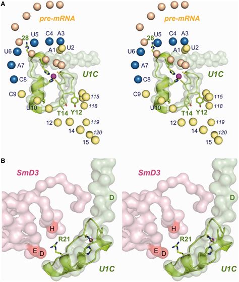 Disposition Of U1c In The Structure Of The U1 Snrnp A Stereo View Of Download High