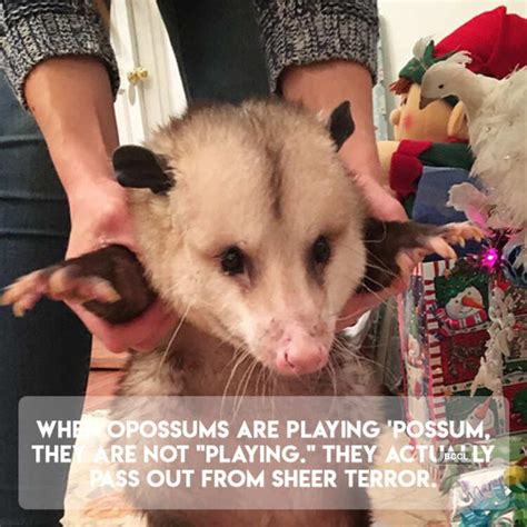 Cat Playing Possum