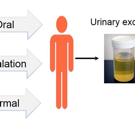 Schematic Representation Of Pathways Of Bisphenol A Bpa Exposure Download Scientific Diagram
