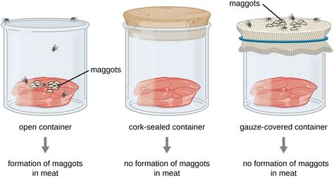 Spontaneous Generation Redis Experiment With Learning Objectives Pasteur Brewing
