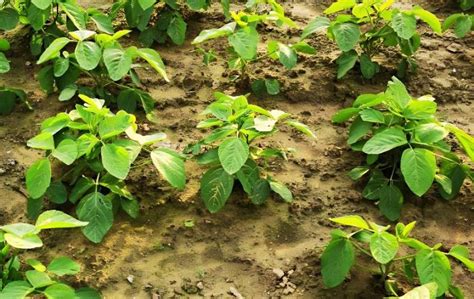 大豆玉米复合种植存在的问题有哪些 农业种植网