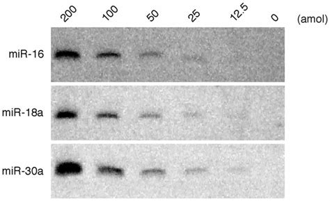 Mirna Sensitivity For Hcr Northern Blots Using 2′ome Rna Probes At