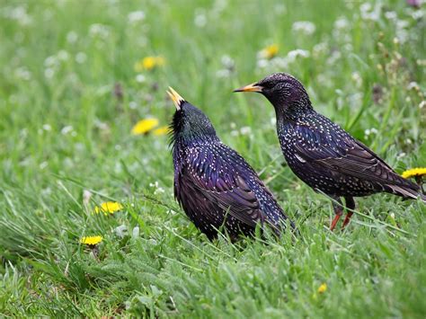 15 Species Of Blackbirds In Arkansas Picture And Id Guide