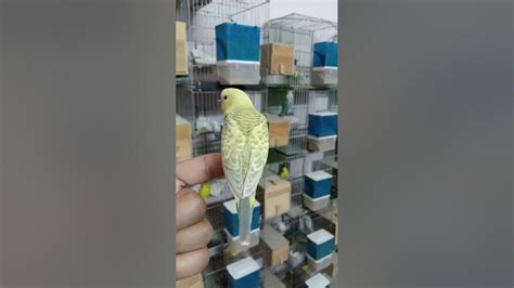 Budgie Dun Fallow Green Youtube