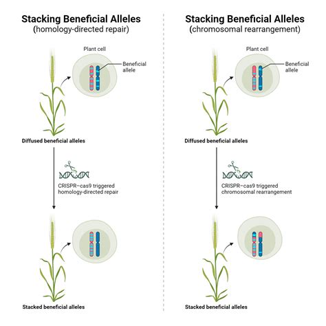 Gene Vs Allele Definition And 11 Key Differences