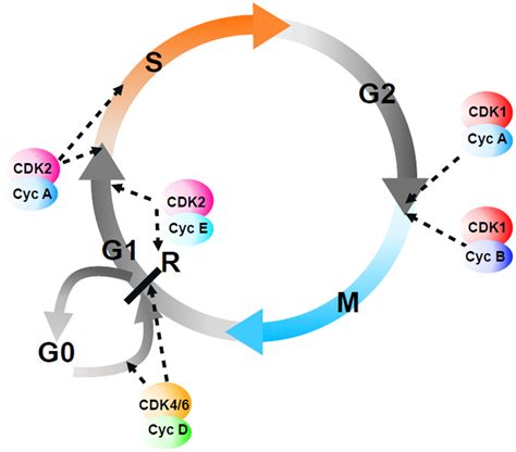 Cell Cycle Cyclin