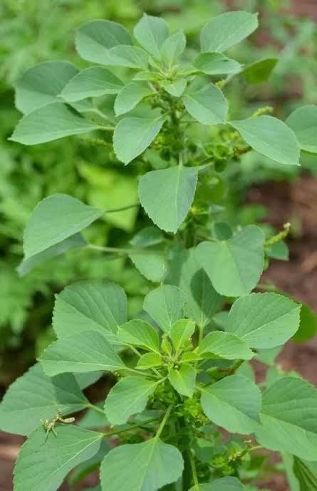 Acalypha Indica Leaves At Rs 120pack Ayurvedic Indian Herbs In Salem