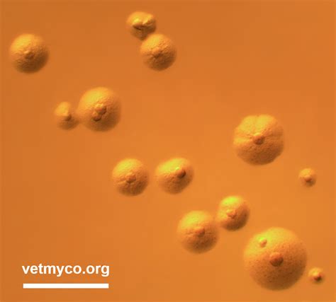 Mycoplasma Cynos Vetmyco