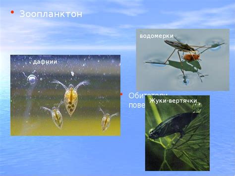 Водные экосистемы
