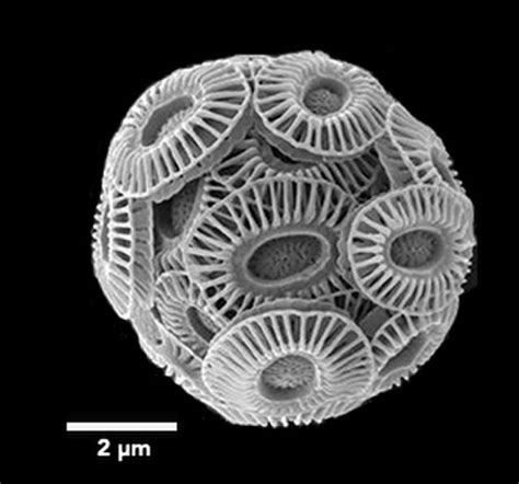 How Fossils Form Earthdate How Fossils Form Earthdate