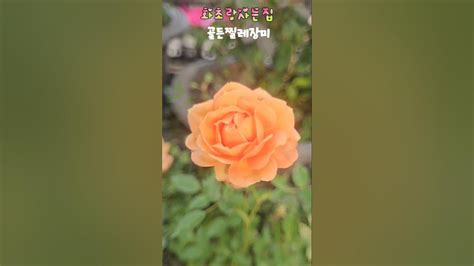 희순야생화 겨울이좋은꽃 Youtube