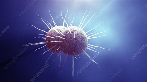 Gonorrhoea Bacteria Illustration Stock Image F0273332 Science Photo Library