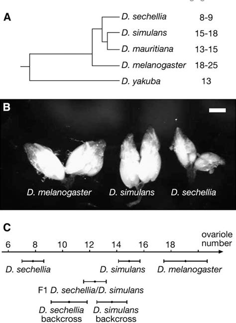 figure 1 from high resolution quantitative trait locus mapping reveals