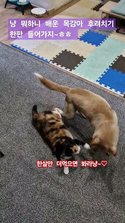 한살만 더 먹으면 봐라 냥옹~♡ Youtube