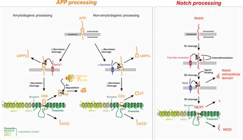 Proteolytic Processing Of The Amyloid Precursor Protein App And
