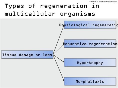Ppt Regeneration In Animal Models Powerpoint Presentation Free
