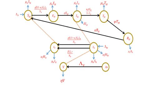 Buruli Ulcer Model Diagram Download Scientific Diagram