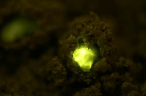 애반딧불이가 흙고치 속에서 빛을 내고 있습니다 반딧불이 생물다양성센터