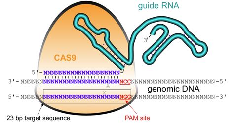 How To Design Guide Rna Design Talk