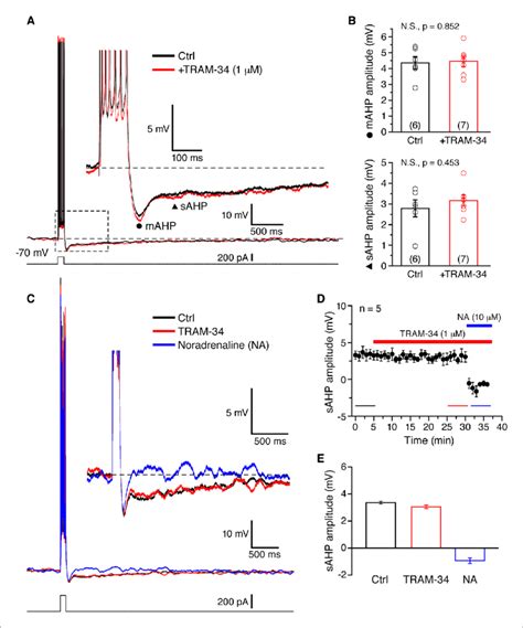 Tram 34 Has No Significant Effects On The Medium Afterhyperpolarization Download Scientific