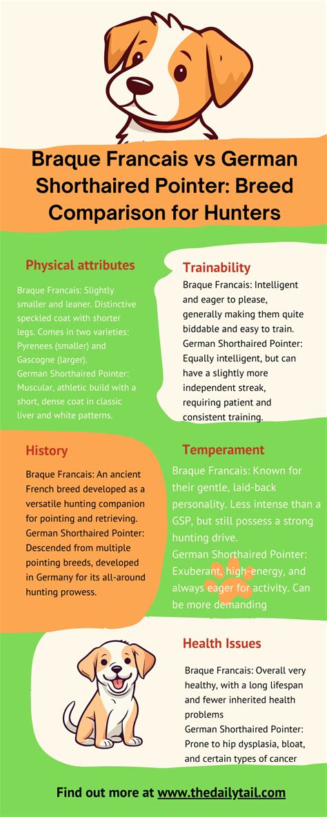 Braque Francais Vs German Shorthaired Pointer Breed Comparison For Hunters