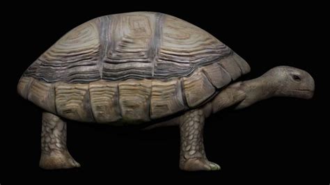 Tortoise 3d Model Rigged And Low Poly Team 3d Yard
