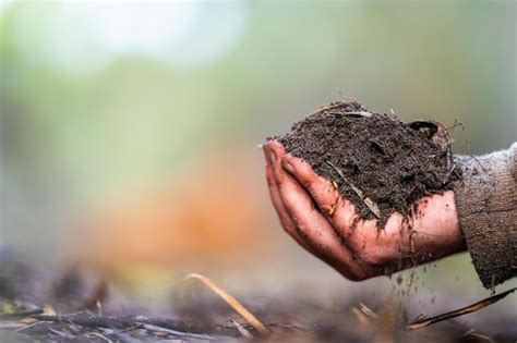Premium Photo University Babe Conducting Research On Forest Health Farmer Collecting Soil
