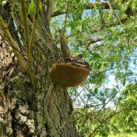 Premium Photo A Tree With A Tree And A Bird Nest On It