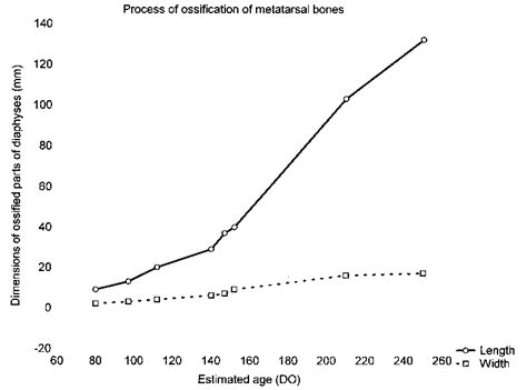Process Of Ossification Of Metatarsal Bones Solid Line Length Dotted Download Scientific
