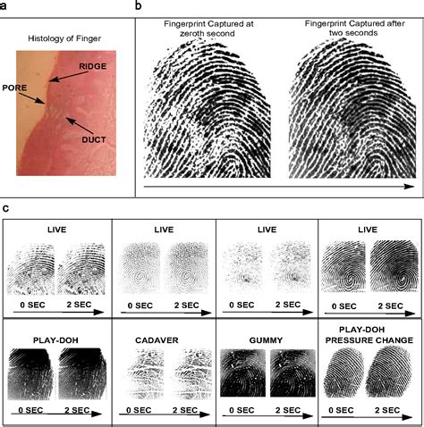 figure 1 from integrating a wavelet based perspiration liveness check