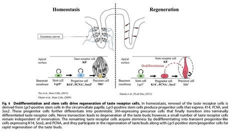 맛을 잘 느끼지 못하는 ‘미각 기능 상실 치료길 열리나 세포 재생으로 가능성 찾아