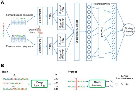 the deep learning method for assessing the functional impact of